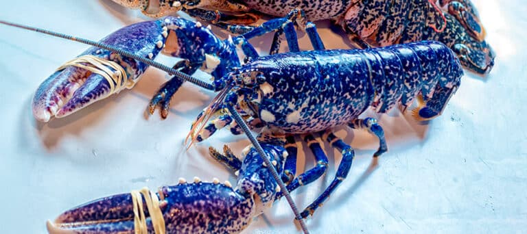 L'astice blu, alla scoperta del pregiato crostaceo - Sapore di Mare